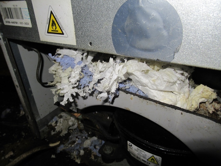 Leyton chicken shop shut down after mouse nest found in kitchen ...